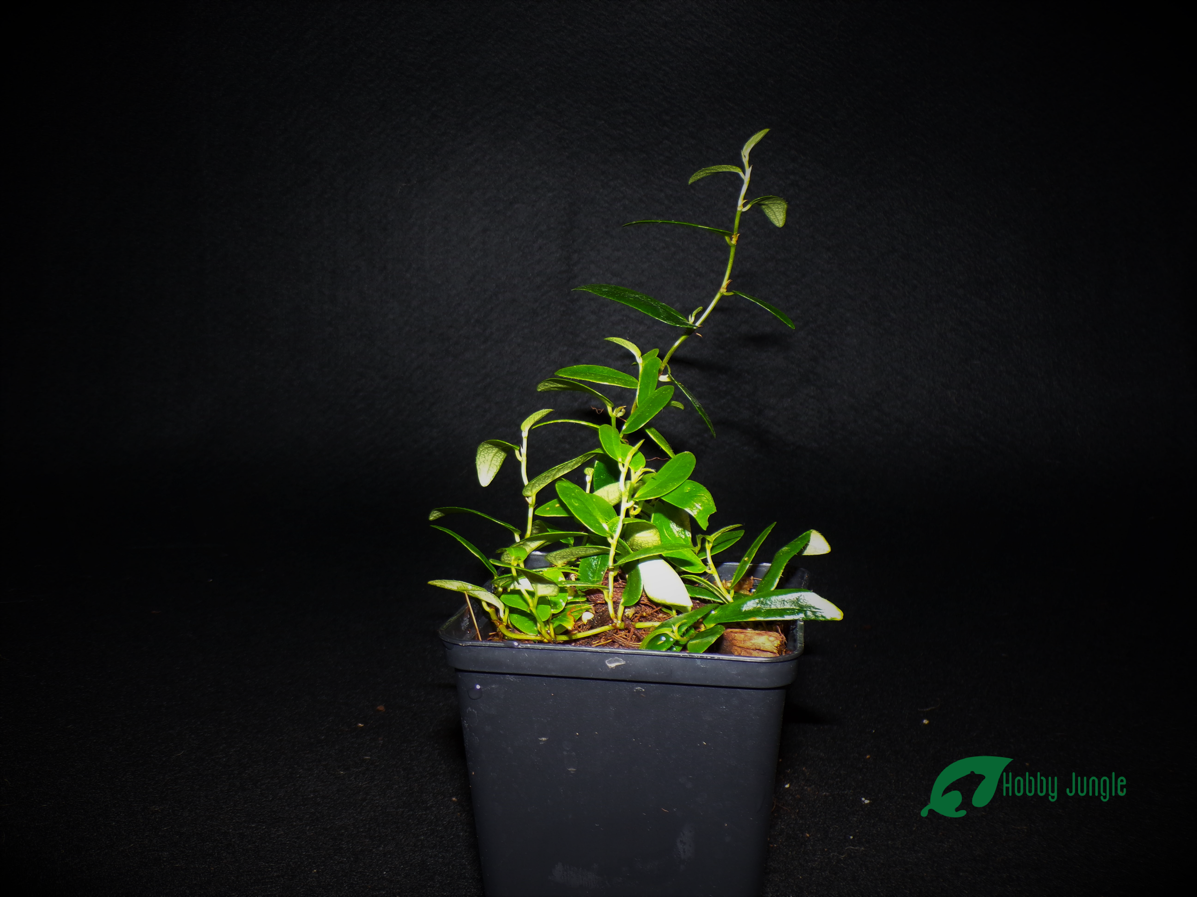 Ficus sp. Panama – Hobby Jungle