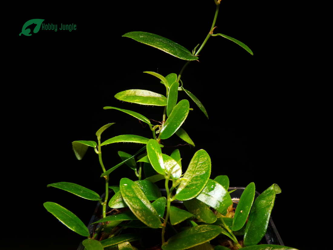Ficus sp. Panama – Hobby Jungle
