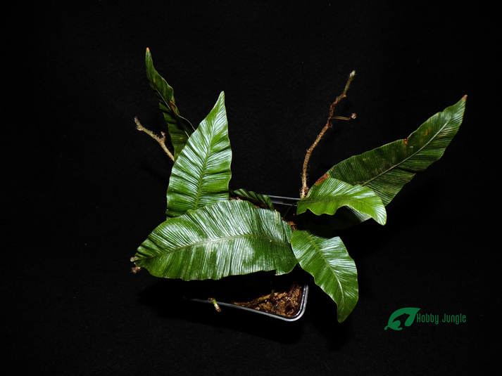 Humata (Davallia) heterophylla – Hobby Jungle