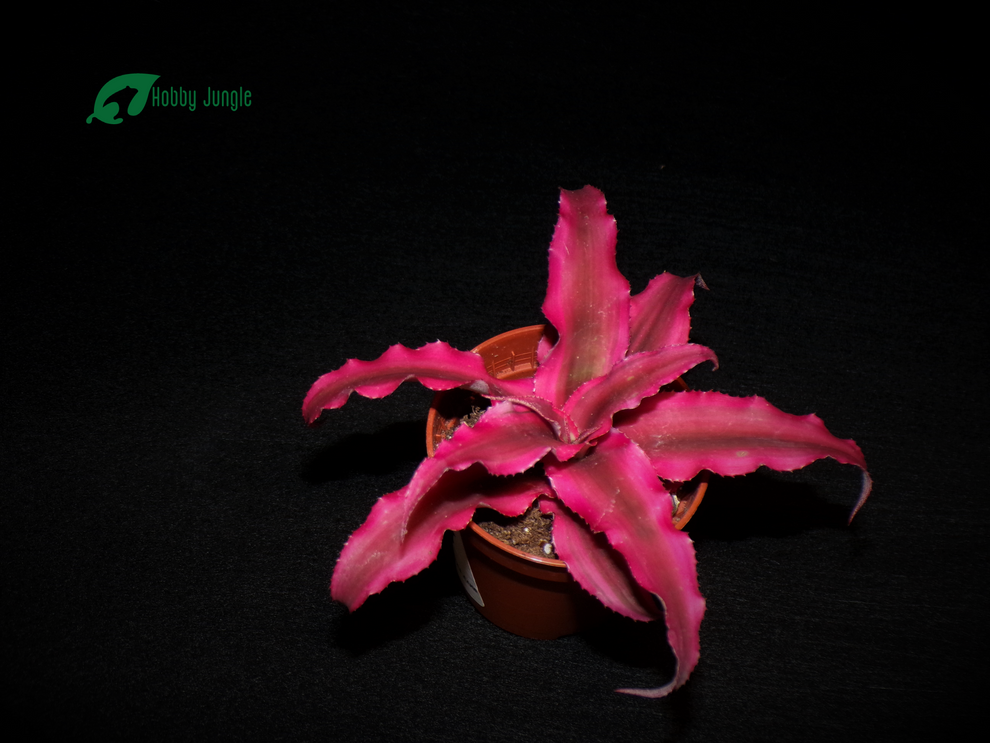 Cryptanthus bivittatus (Earth Star) – Hobby Jungle