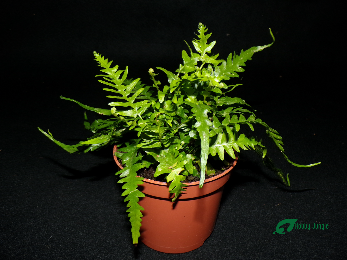 Asplenium × ebenoides (dragon tail fern) – Hobby Jungle