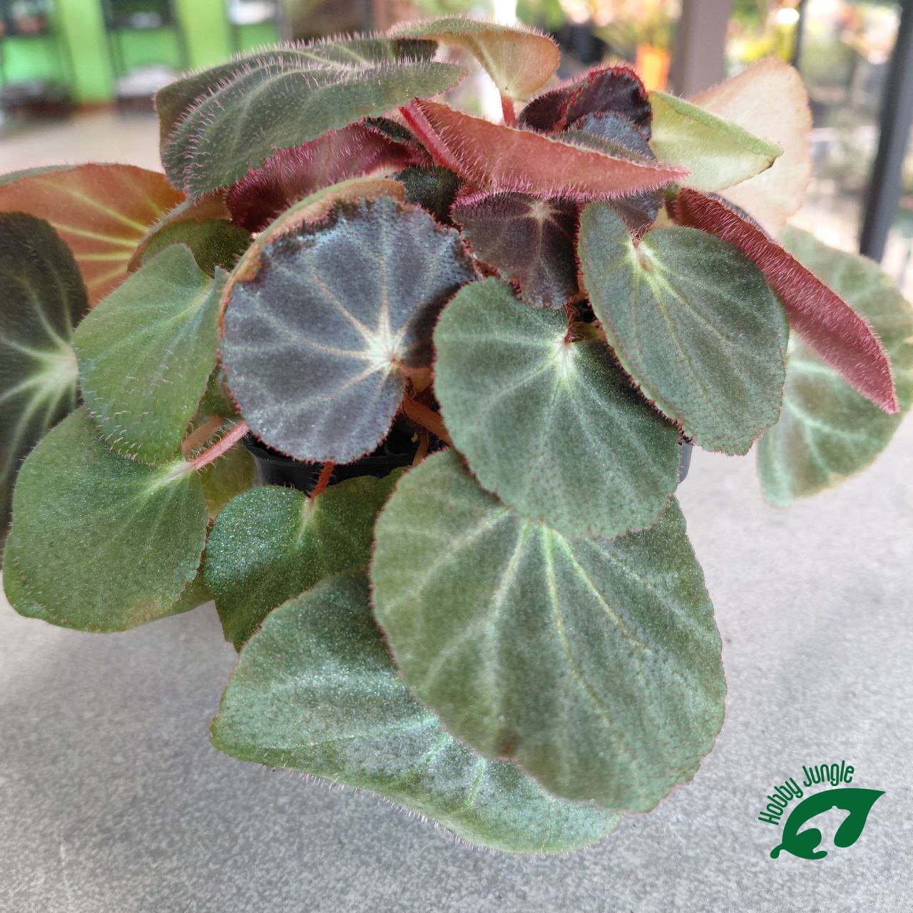 Begonia subacida – Hobby Jungle