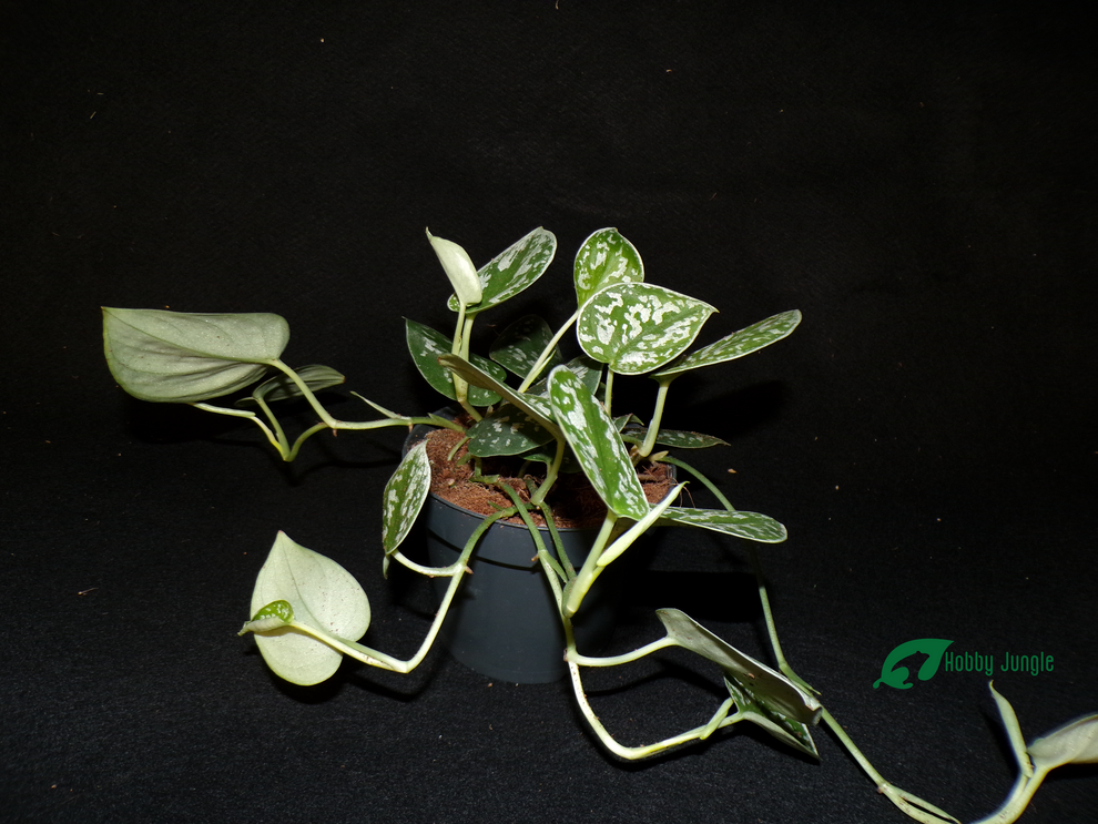 Scindapsus Pictus "Argyraeus" (Silver Pothos) – Hobby Jungle