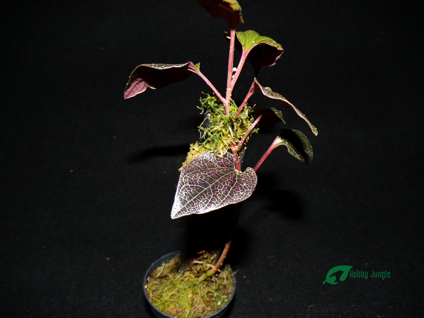 Piper sp. Pink Veins (RARA) – Hobby Jungle