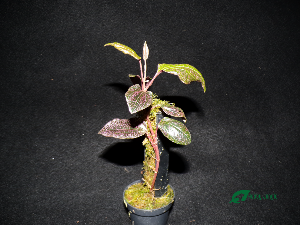 Piper sp. Pink Veins – Hobby Jungle