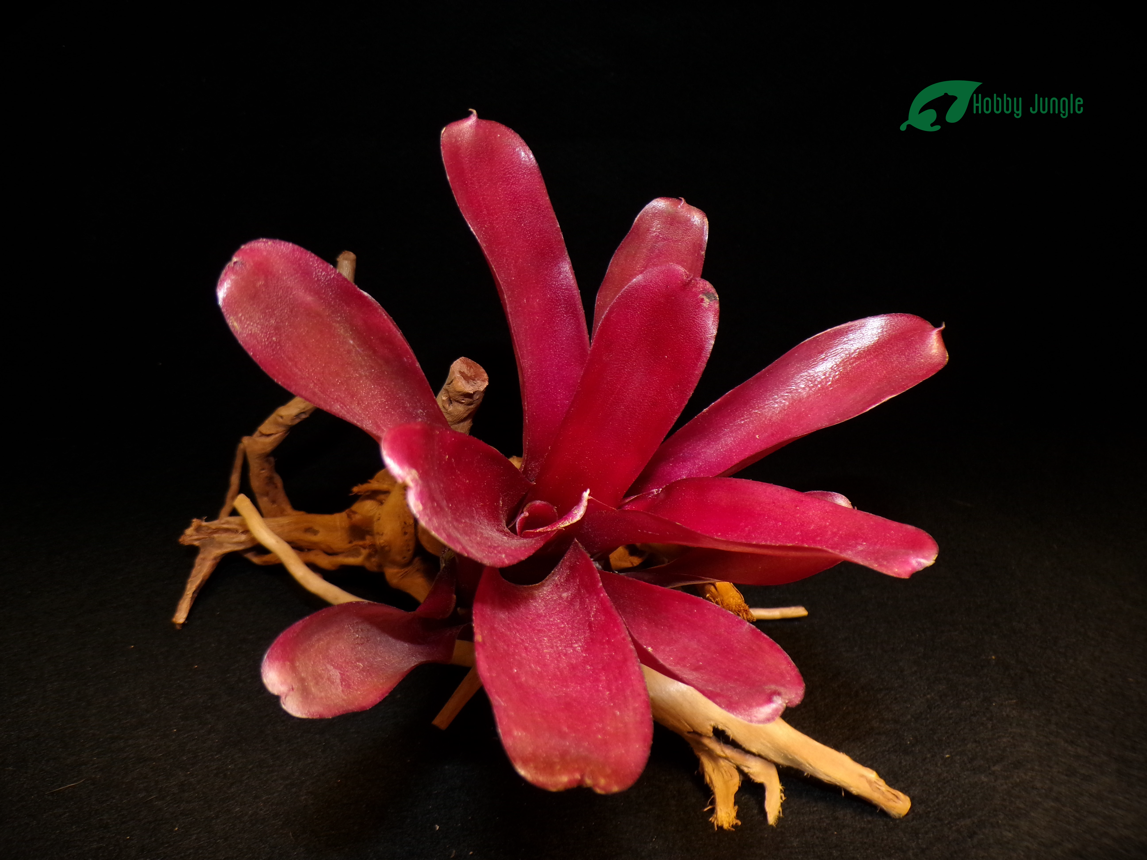 Neoregelia Super Fireball – Hobby Jungle